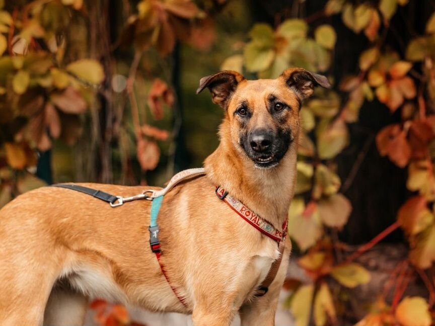 Собака из приюта в добрые руки