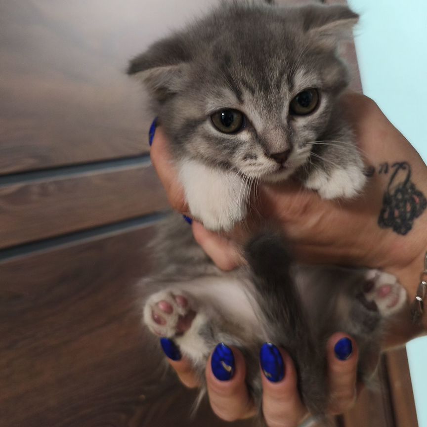 Британский длинношёрстный котёнок