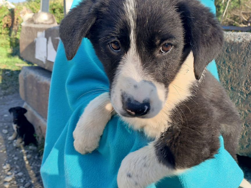 Щенки Лабрадора метис