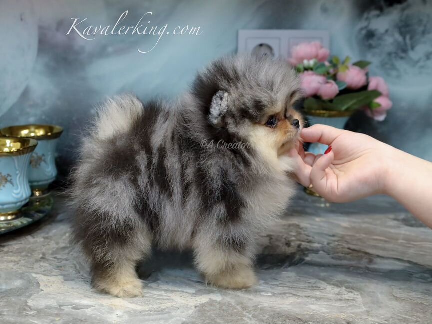 LUX Pomeranian -чудесный малыш