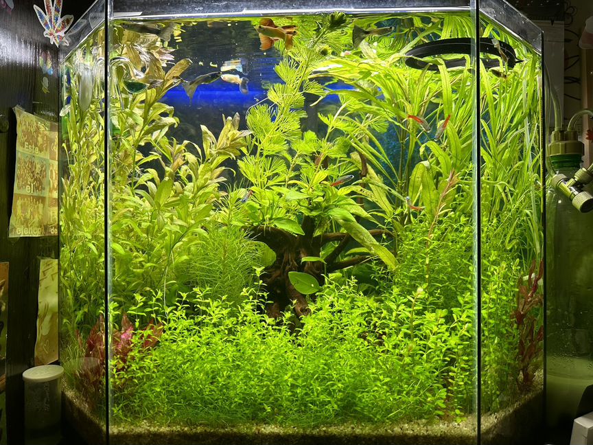 Аквариумные растения прополка