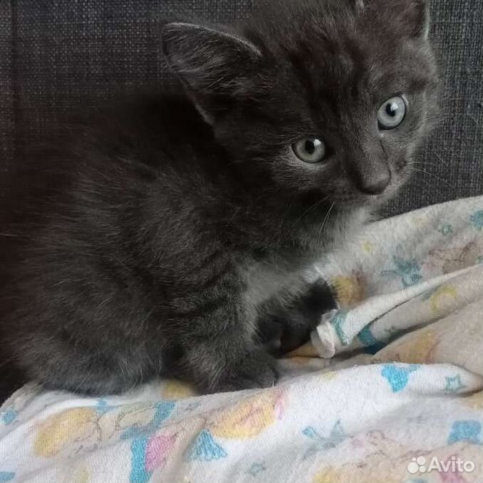Котята в добрые руки классные малыши