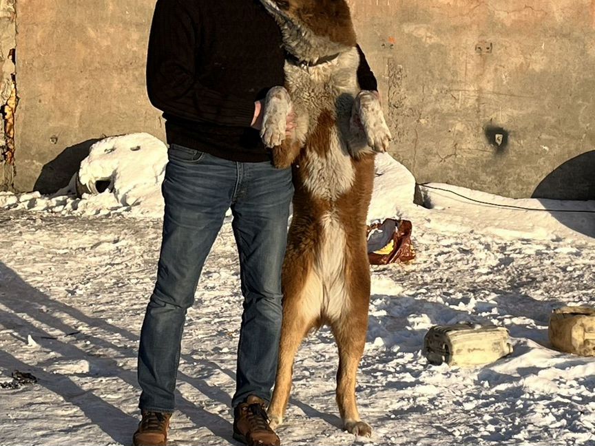 Собака алабай