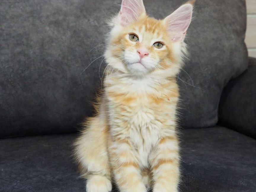 Котята мейн-кун