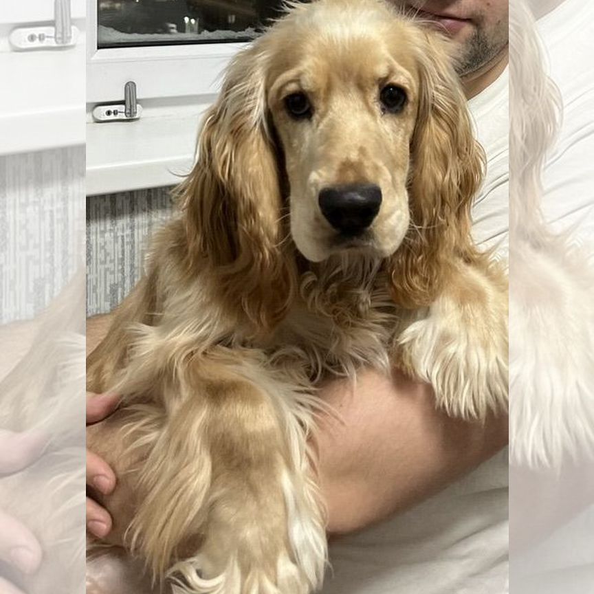 Английский кокер-спаниель, щенок