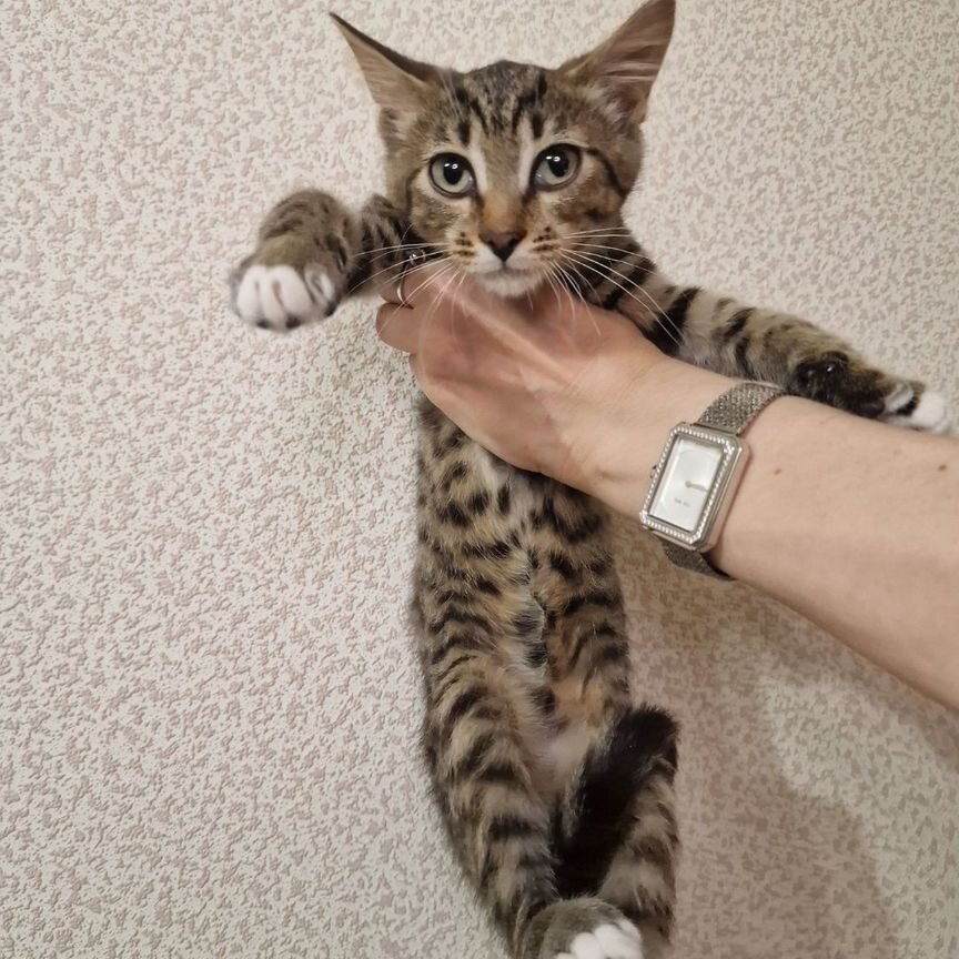 Котенок девочка. Окрас табби. Бесплатно