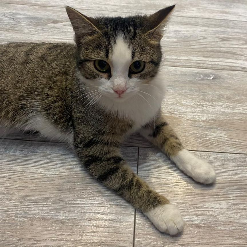 Отдам Кошечку