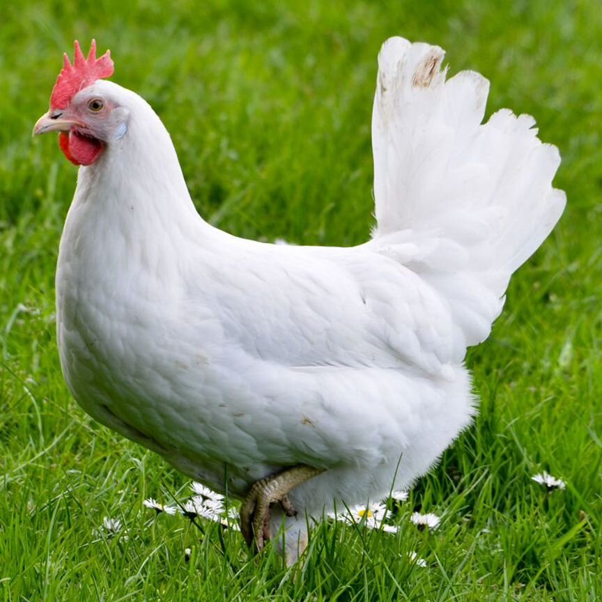 Куры несушки белые 8 мес