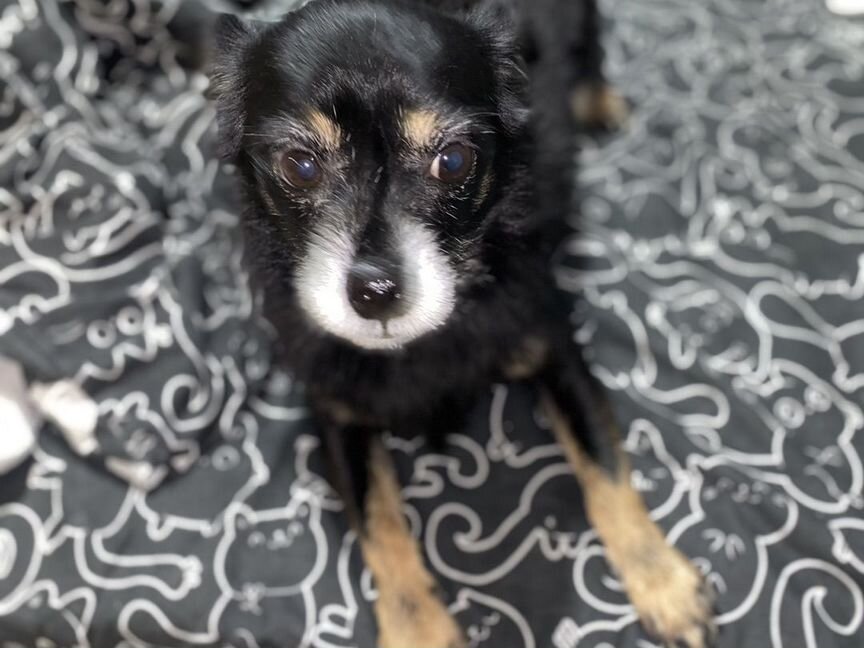 Собака в добрые руки отдам бесплатно