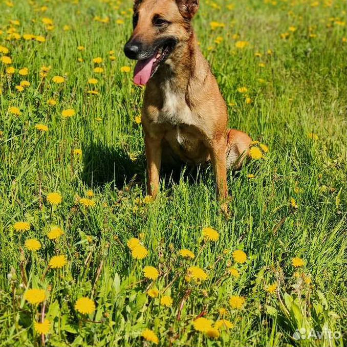 Бельгийская овчарка (малинуа)