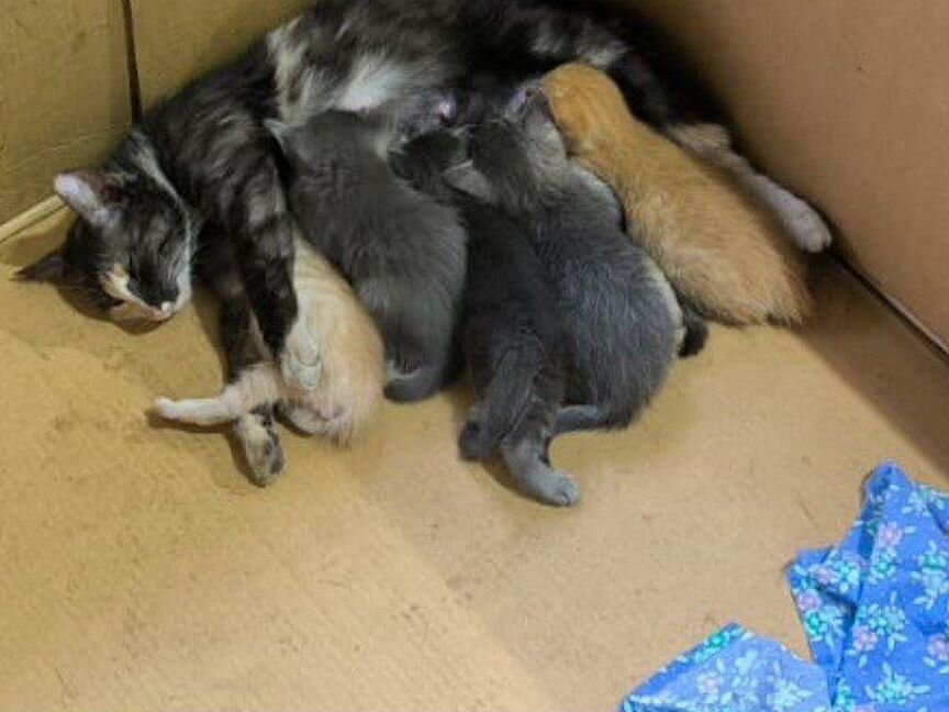 Котята в добрые руки в дар