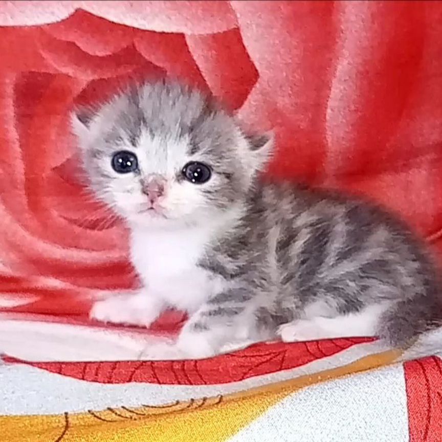 Мальчик вислоухий 1,5 месяца