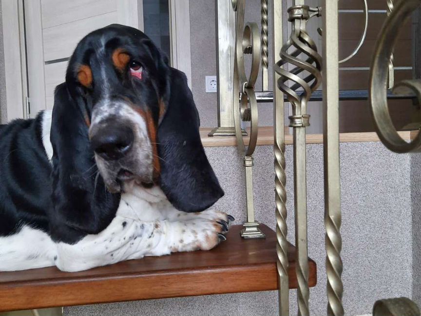 Вязка кобель бассет-хаунд