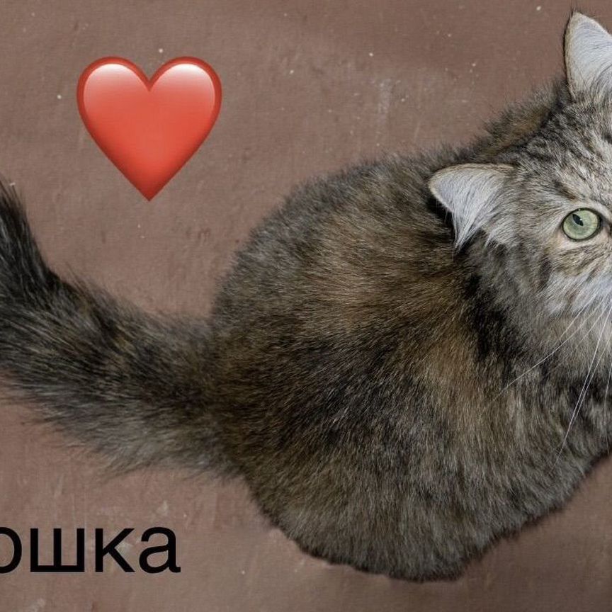 Кошка компаньон в любящие руки