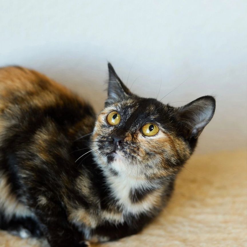 Кошка Молекула ищет дом