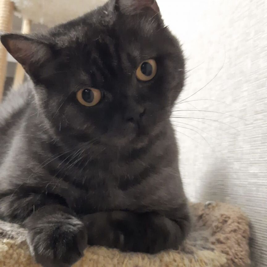 Девочка Сима 3 года