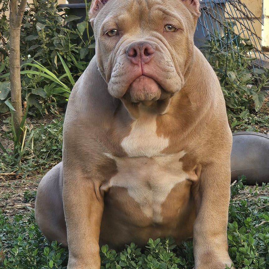 Щенки булли