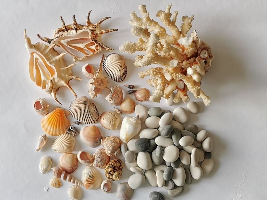 Морские ракушки и кораллы