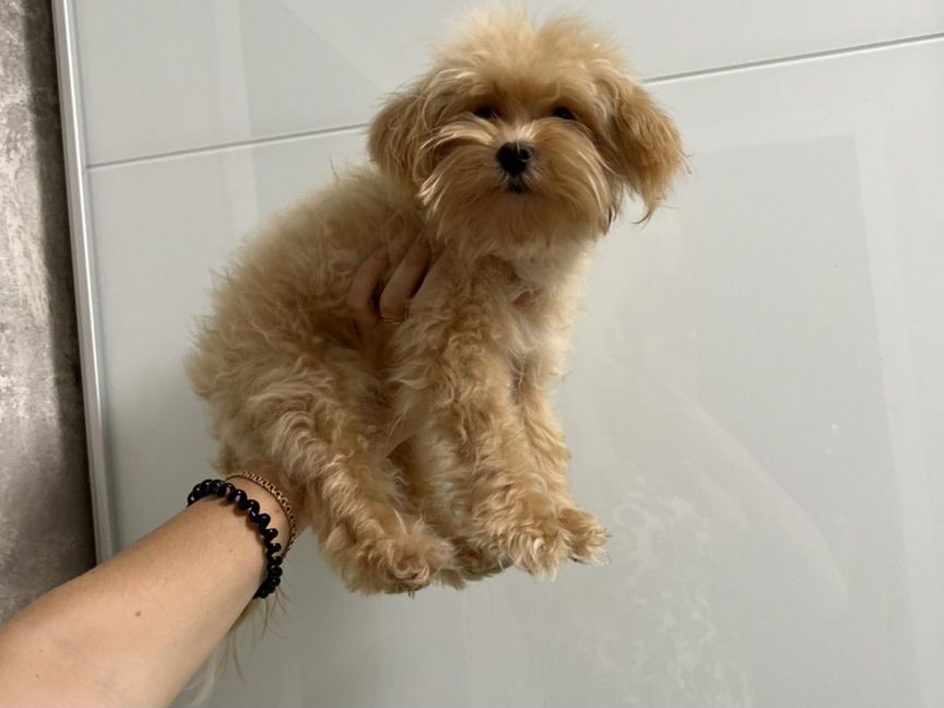 Мальтипу ф1 микро мальчик карамель