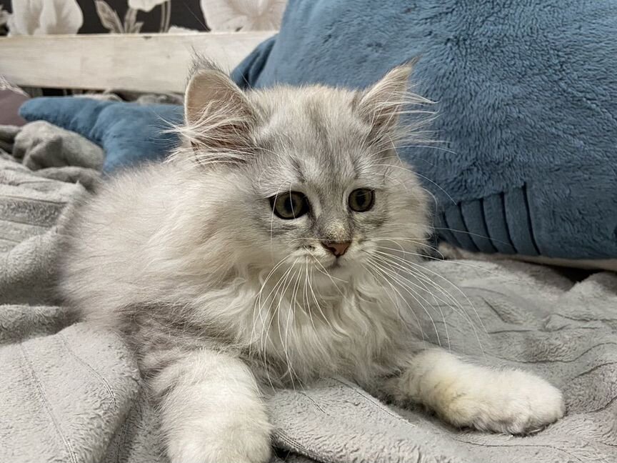 Серебристая шиншилла