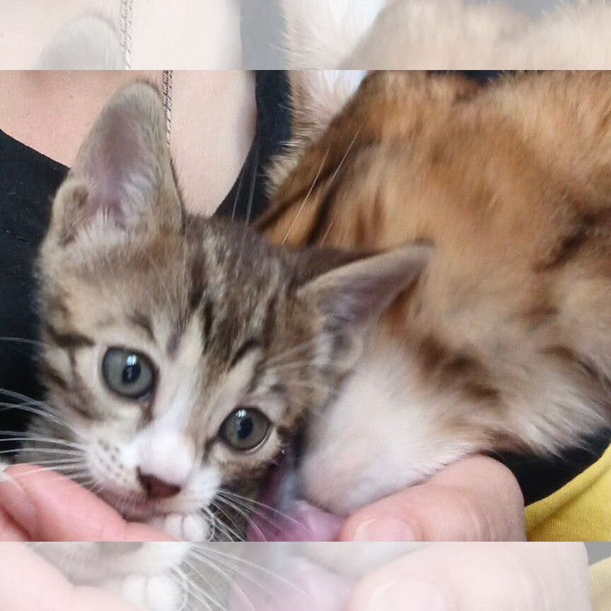 Котёнок