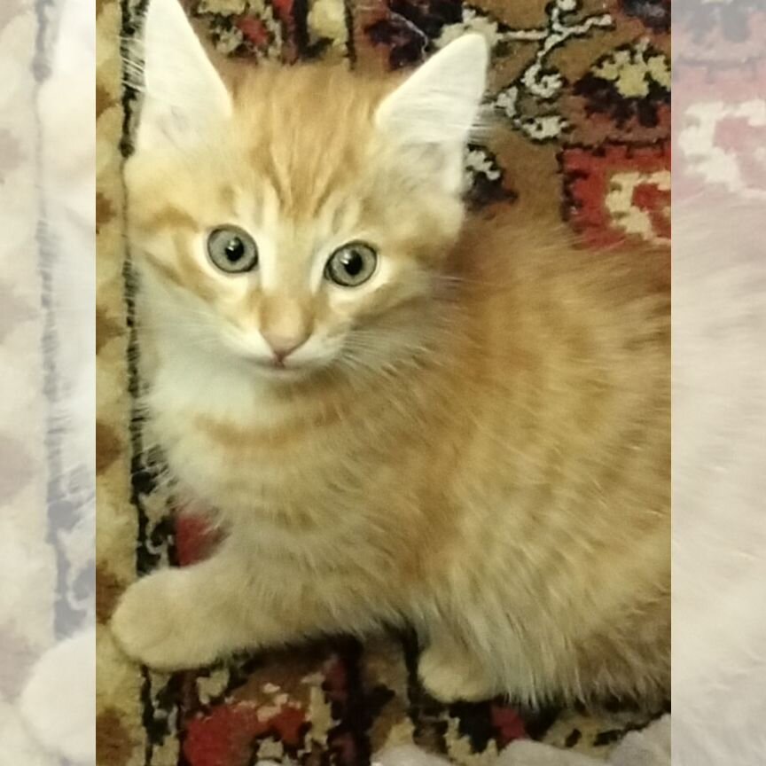 Котёнок в добрые руки