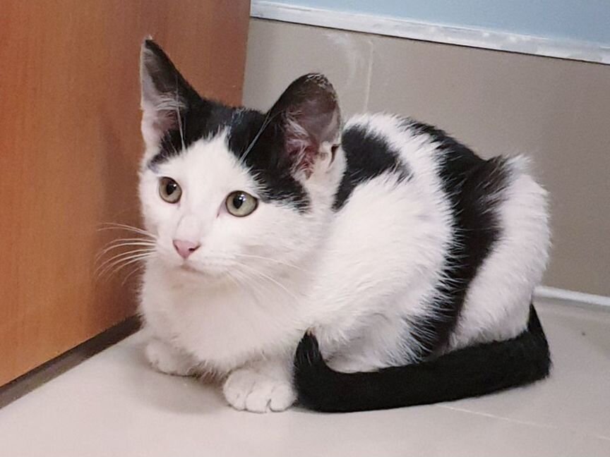 Макс 3 месяца, лоток на 5, привит