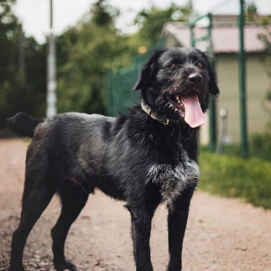 Собака в добрые руки