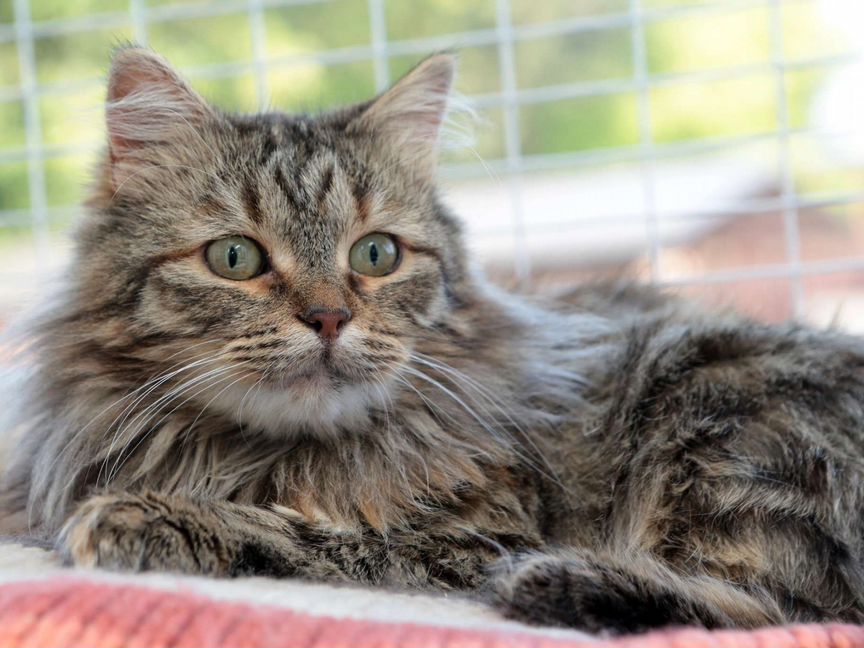 Львенок кошка 2,5 года