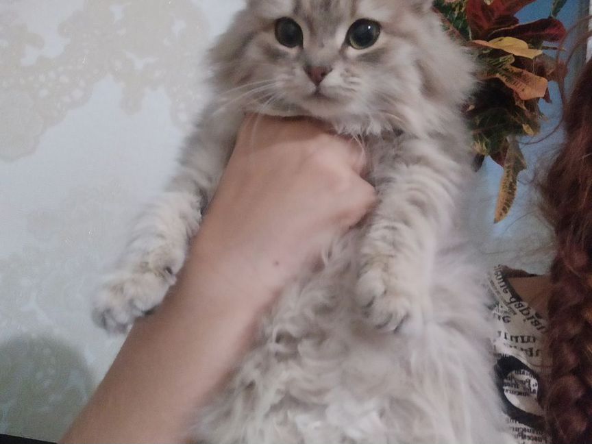 Сибирская кошка