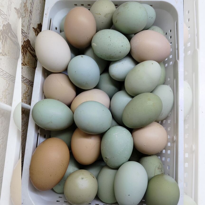 Инкубационное яйцо породных кур