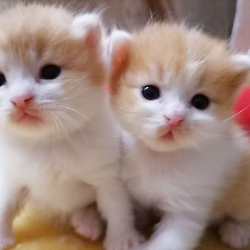 Котята