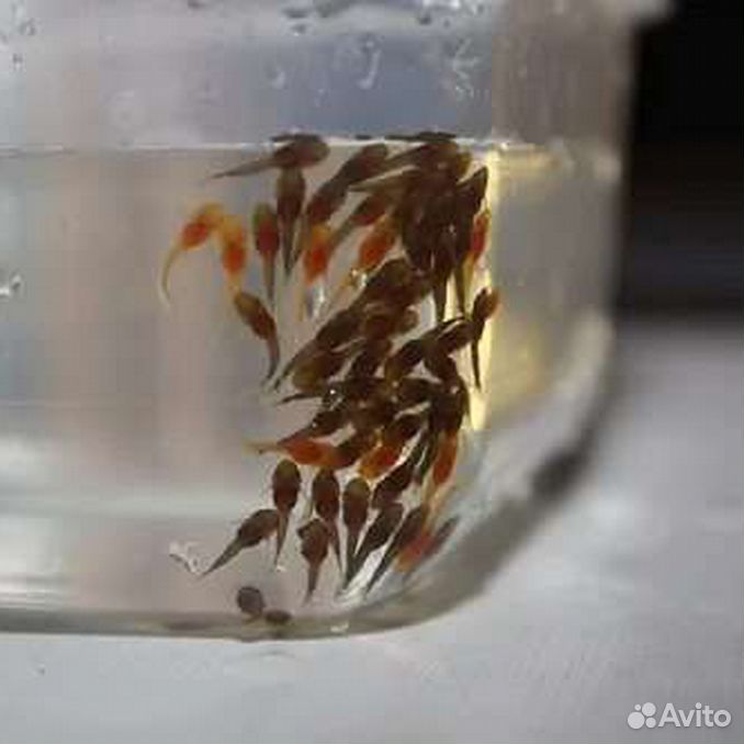 Сомики анцитрус оптом