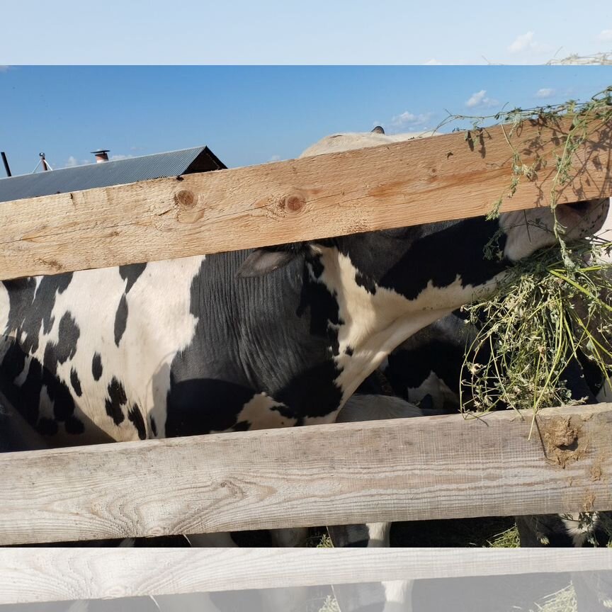 Сено люцерна первого укоса, 145