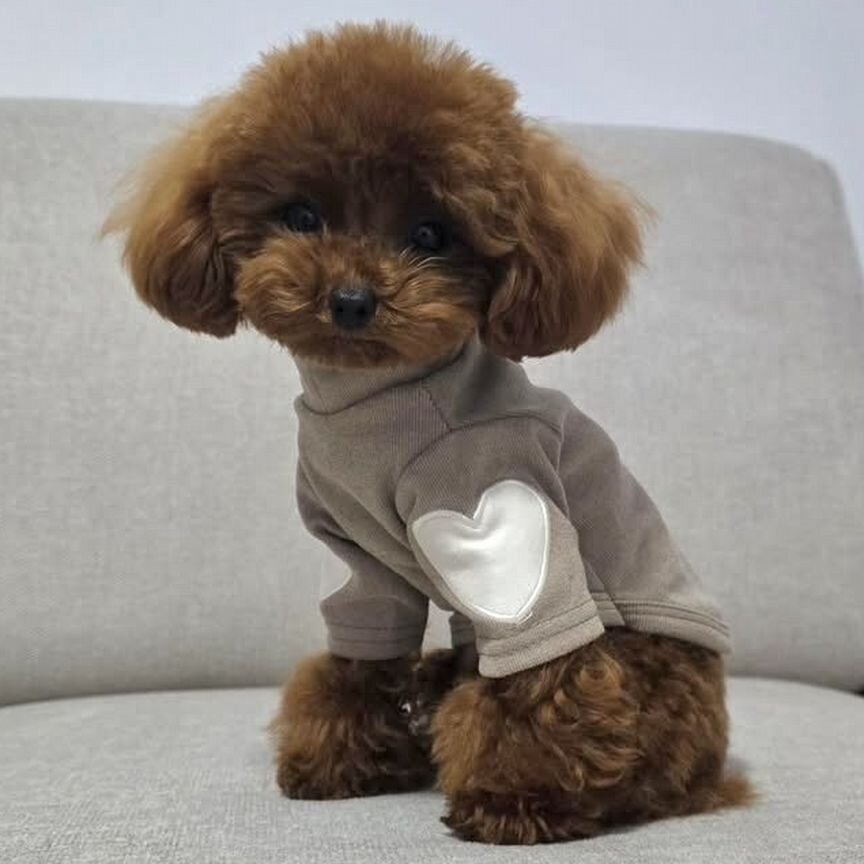 Той-пудель, щенок