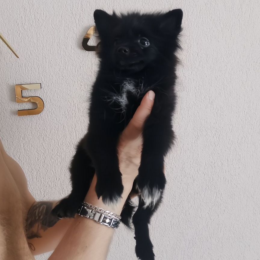 Померанский шпиц, щенок