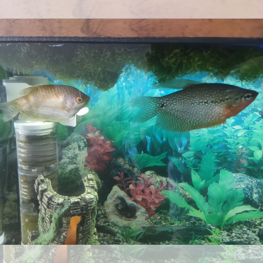 Скалярии/Гурами/Чернополосые