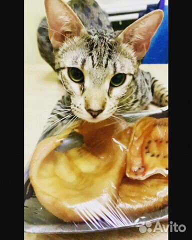 Кошка саванна