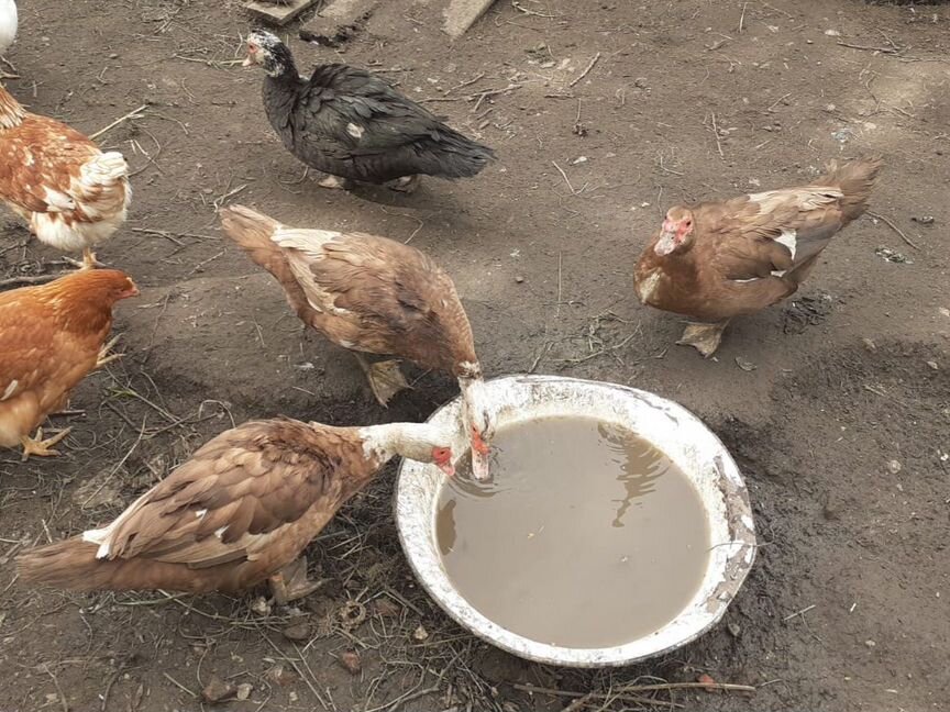 Индаутка пекинская