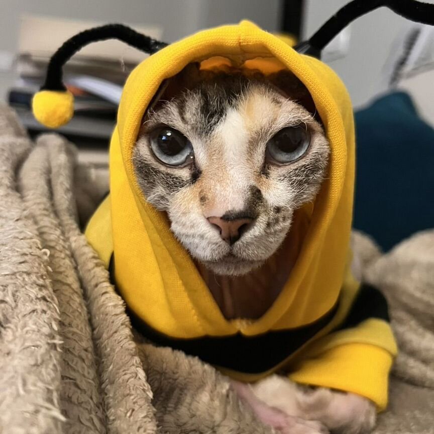 Канадский сфинкс, взрослая кошка