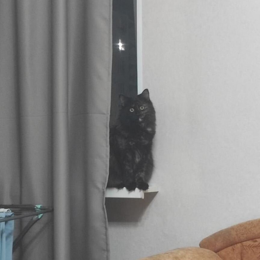 Лекси ищет дом