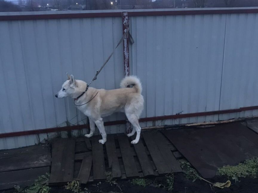 Западно сибирская лайка