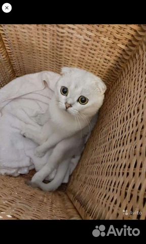 Вязка шотландский вислоухий