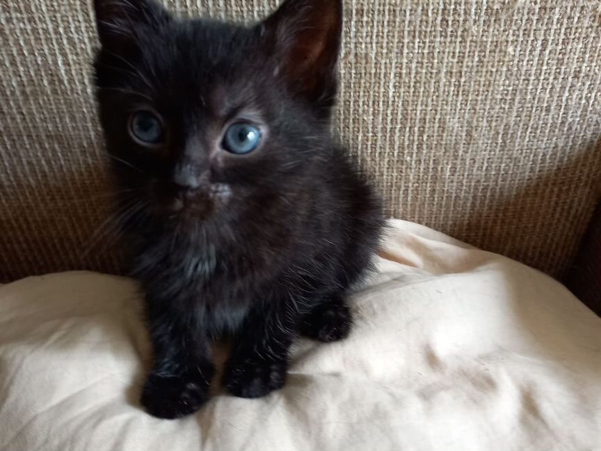 Котенок девочка в добрые руки