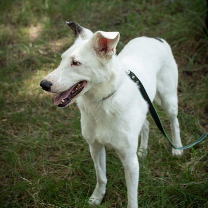 Застенчивому Кокосу сложно в приюте