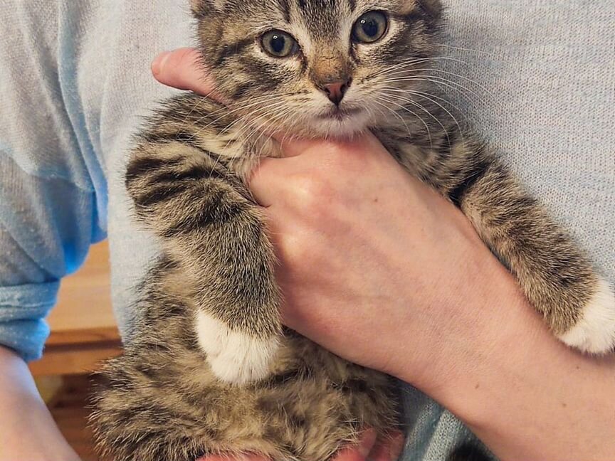 Котята ищут дом 2 месяца полосатые