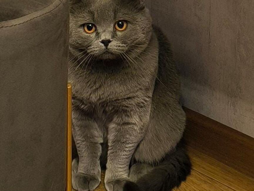 Кот британец