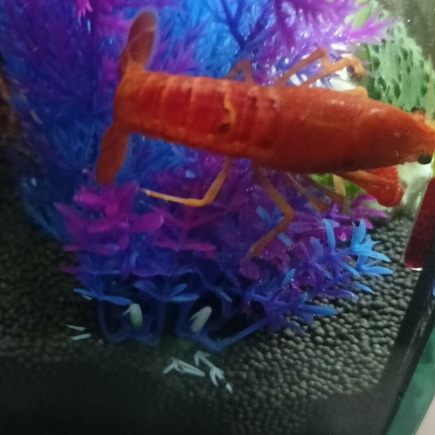 Флоридский рак