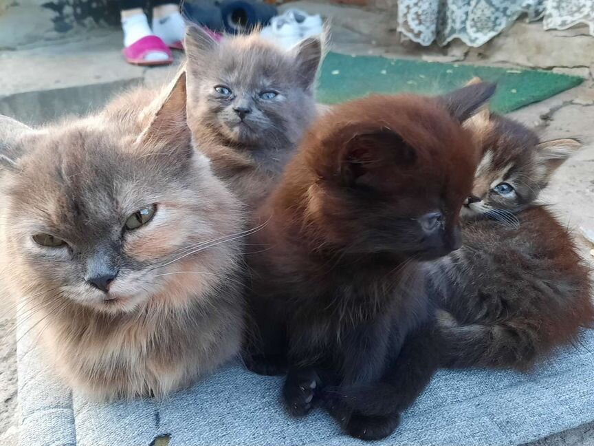 Отдам в добрые руки 3кошечки,ласковые игривые