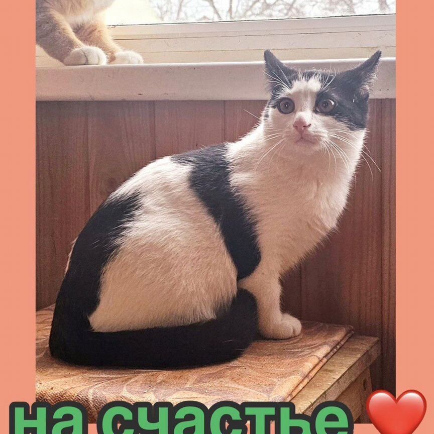 Нежный котенок Тимоша
